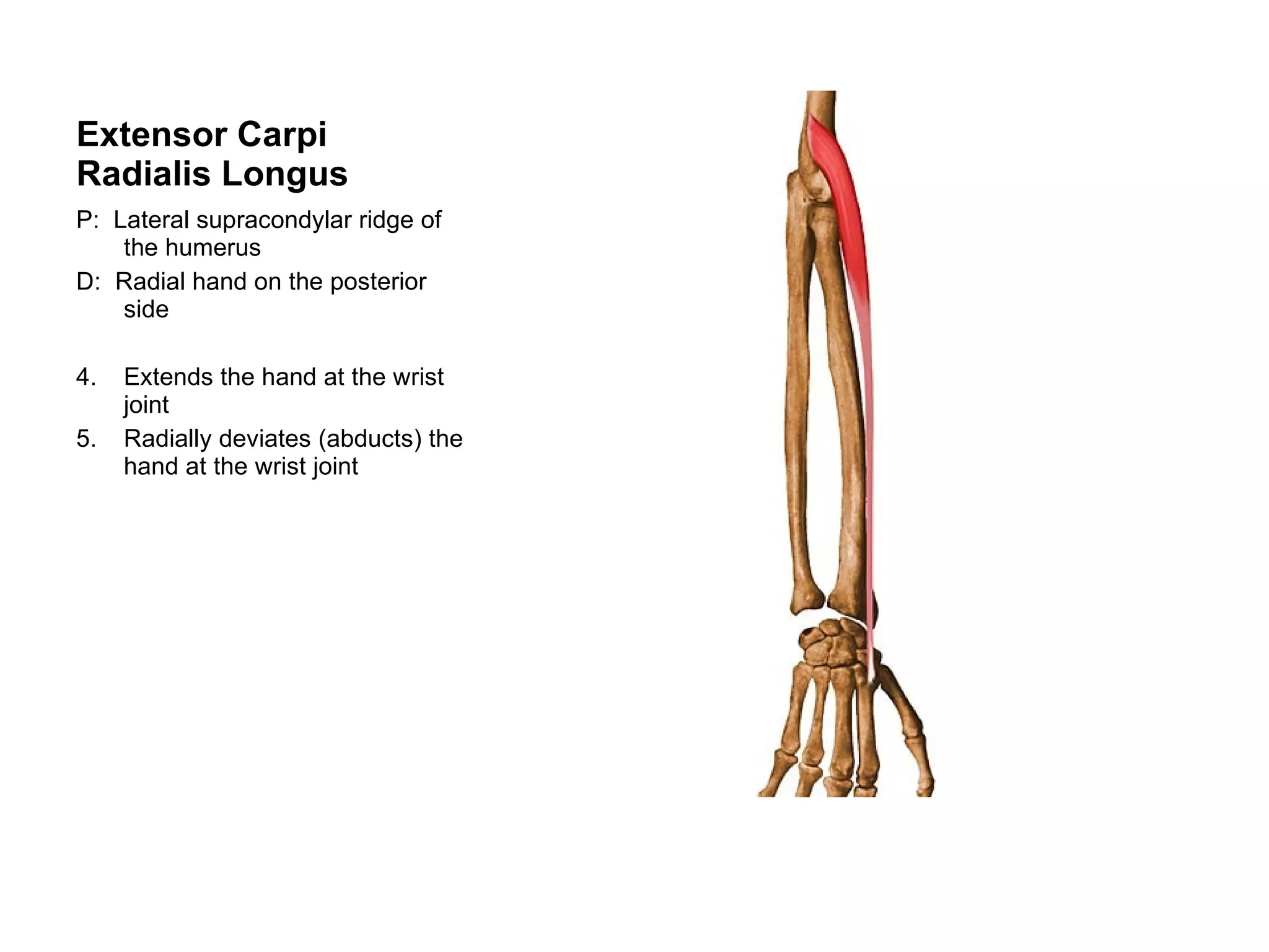 Class 2 Ap1 Muscles | PPT