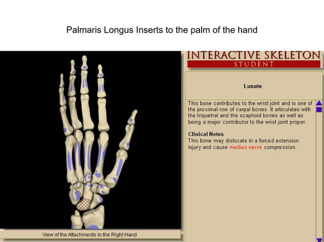 Class 2 Ap1 Muscles | PPT