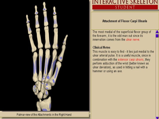 Class 2 Ap1 Muscles | PPT