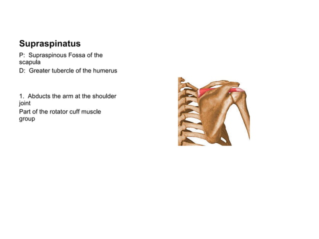Class 2 Ap1 Muscles | PPT
