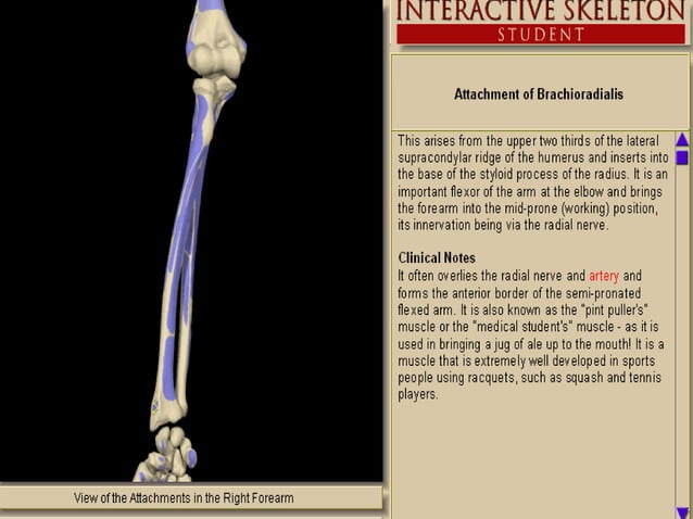 Class 2 Ap1 Muscles | PPT