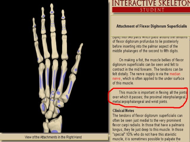 Class 2 Ap1 Muscles | PPT