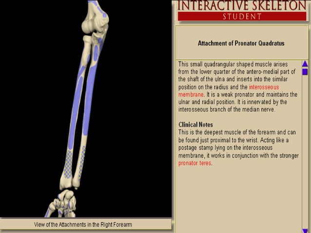 Class 2 Ap1 Muscles | PPT