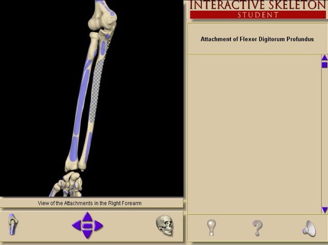 Class 2 Ap1 Muscles | PPT