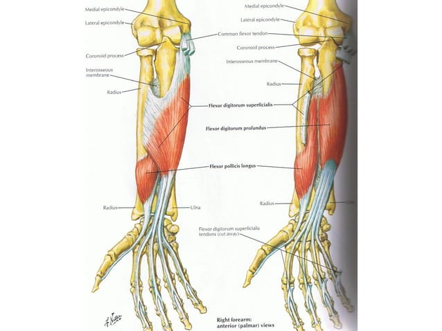 Class 2 Ap1 Muscles | PPT
