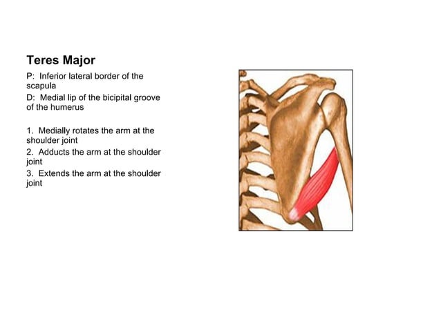 Class 2 Ap1 Muscles | PPT