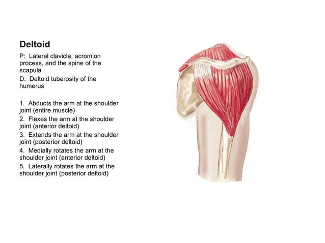 Class 2 Ap1 Muscles | PPT