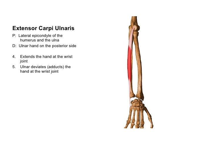 Class 2 Ap1 Muscles