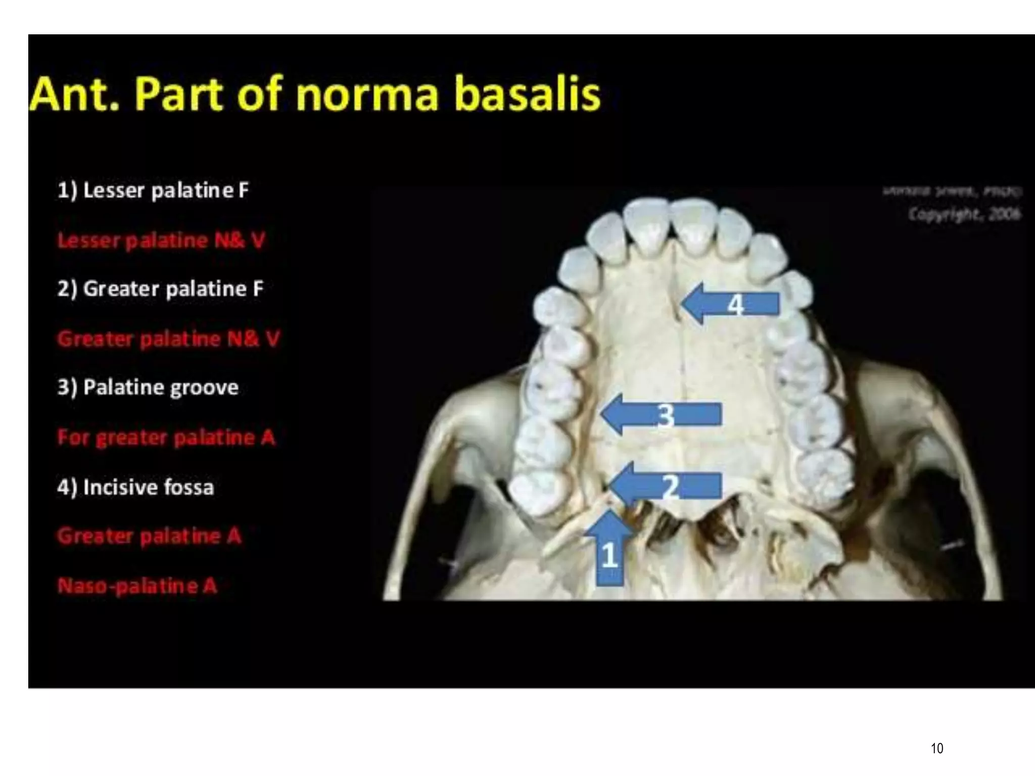 Norma basalis | PPTX