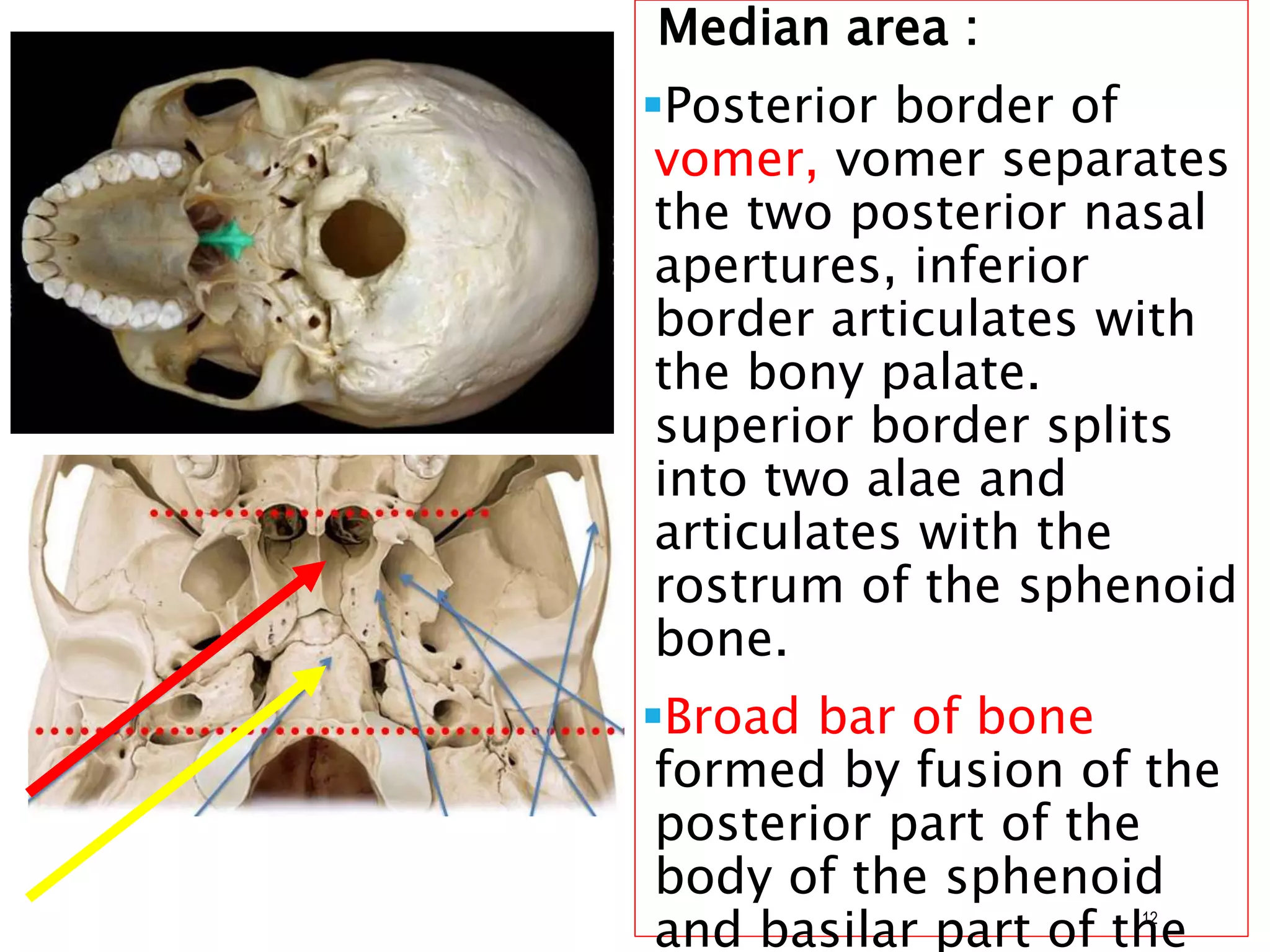 Norma basalis | PPTX