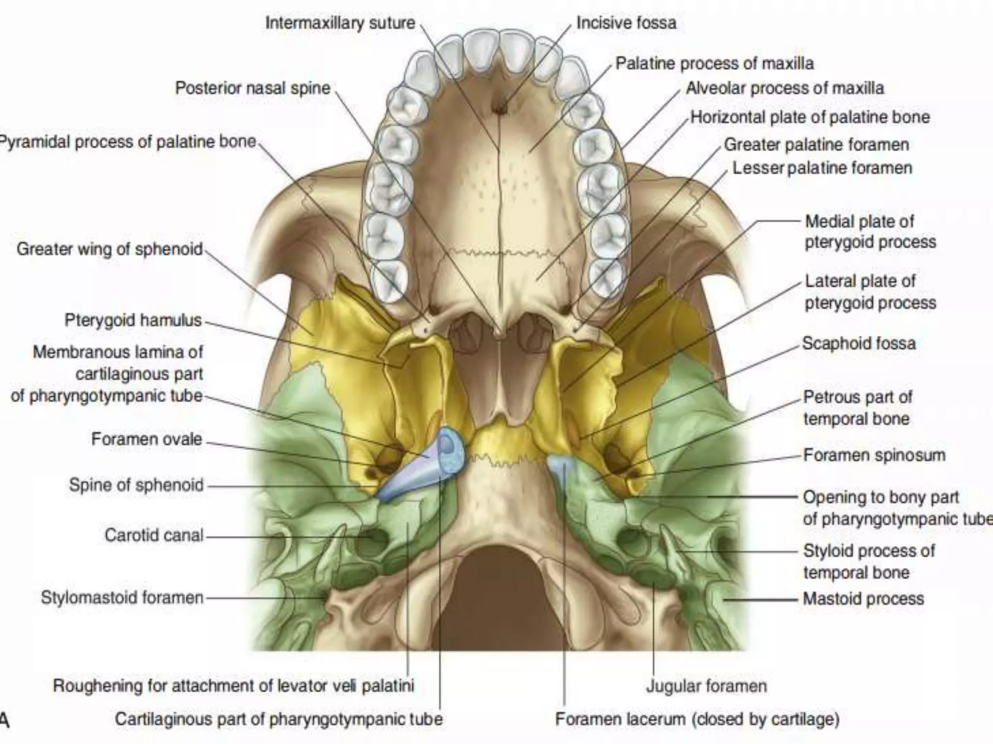 Norma basalis | PPTX