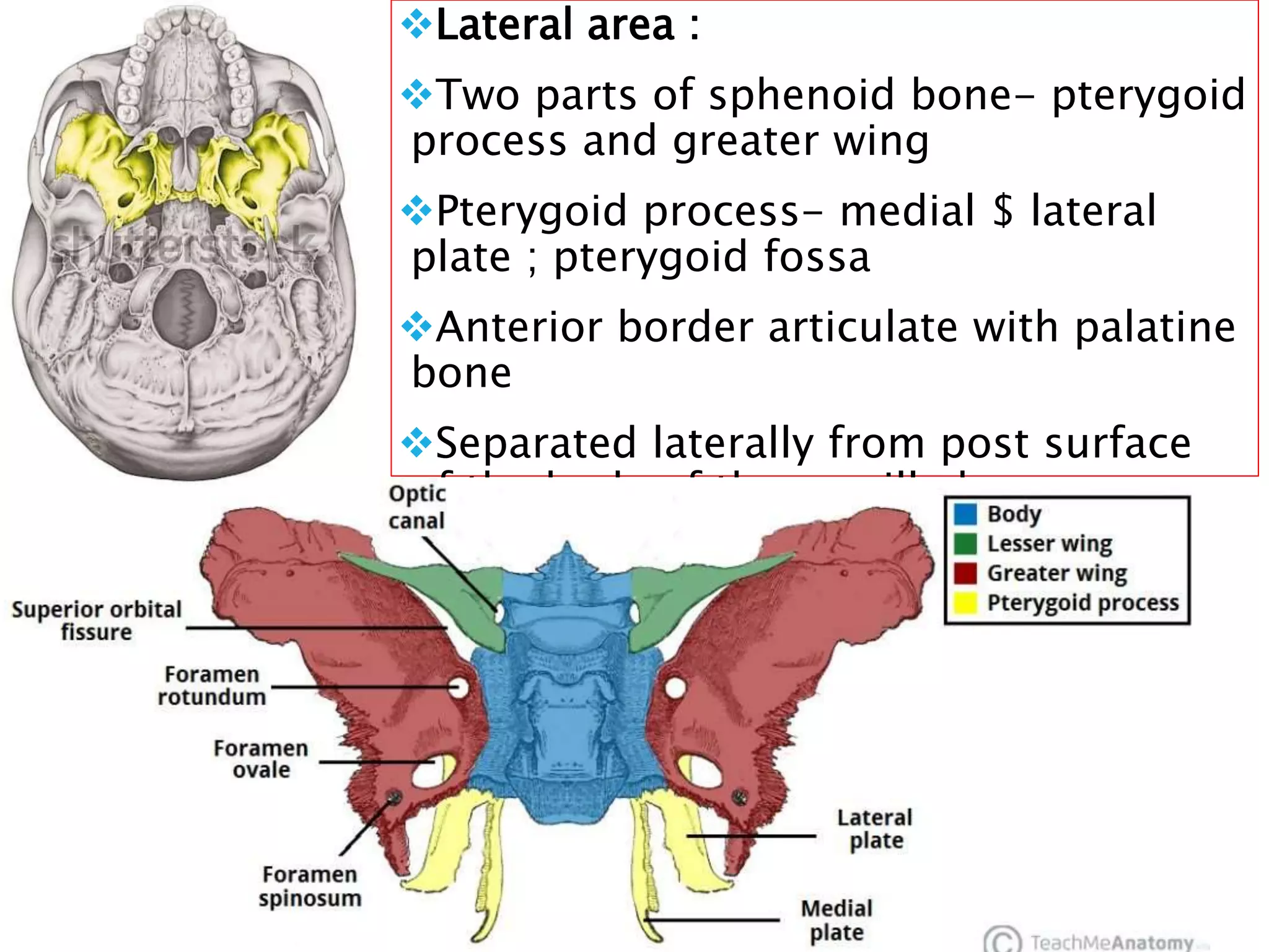 Norma basalis | PPTX