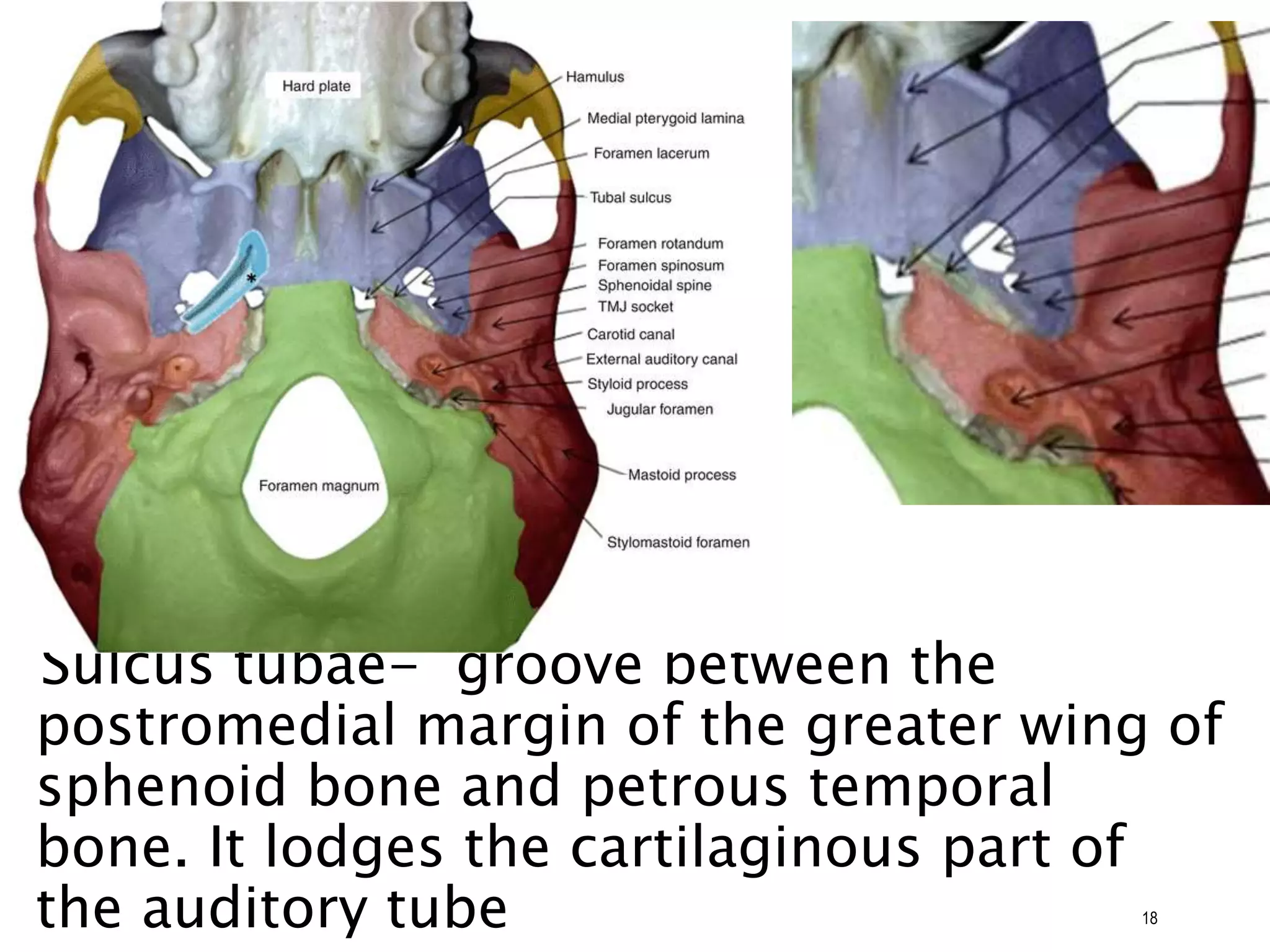 Norma basalis | PPTX
