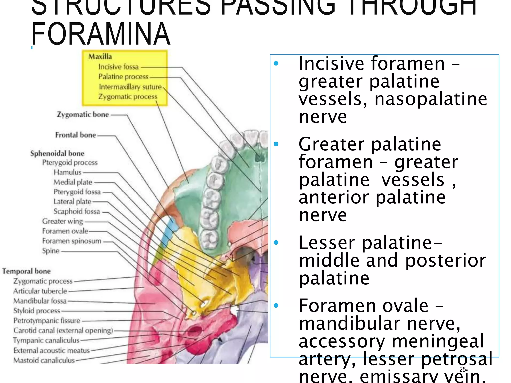 Norma basalis | PPTX