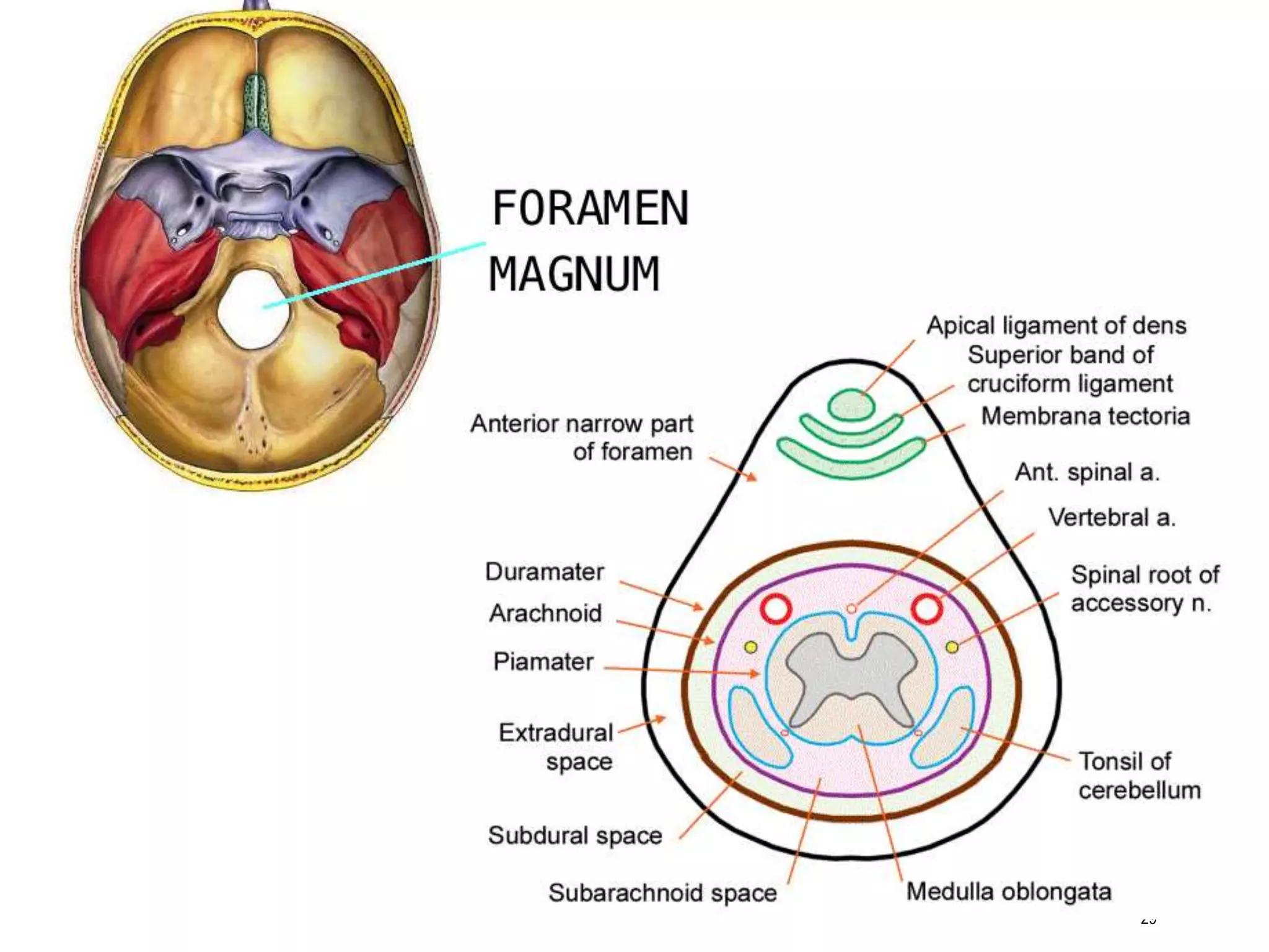 Norma basalis | PPTX