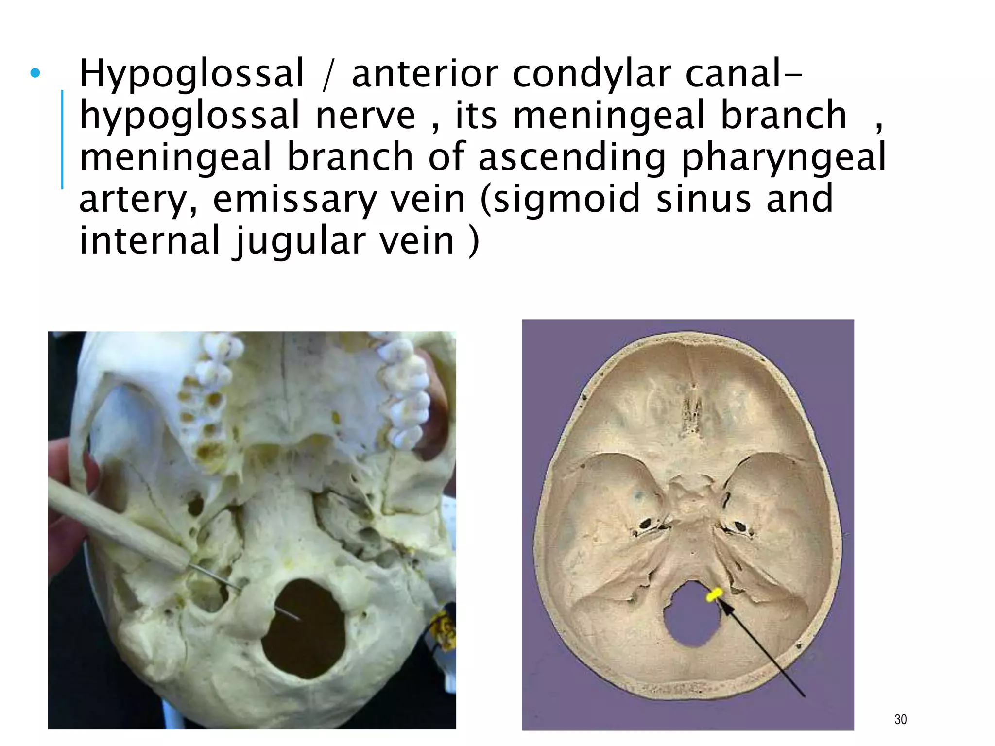 Norma basalis | PPTX