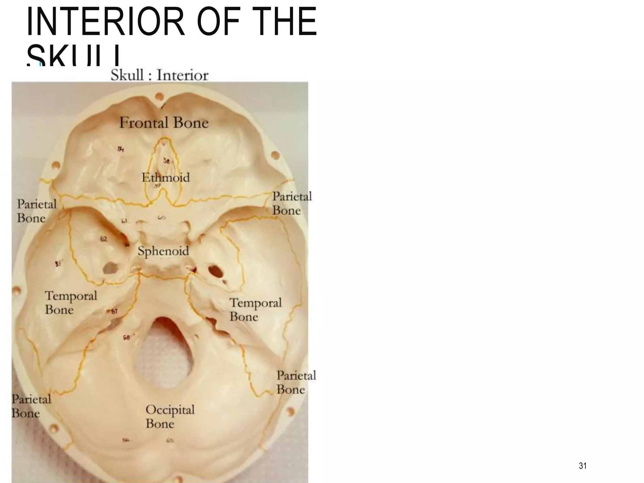 Norma basalis | PPTX