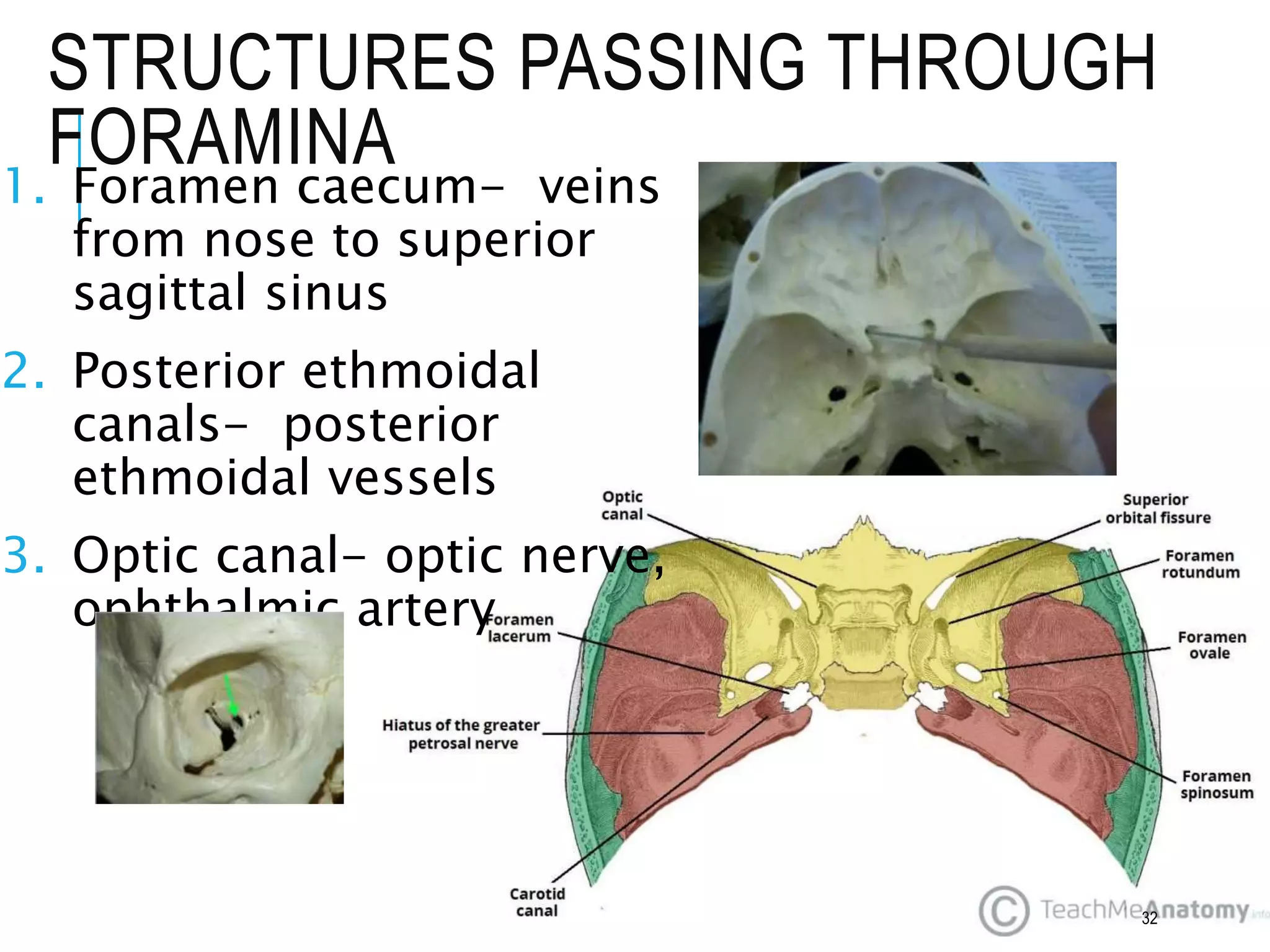 Norma basalis | PPTX