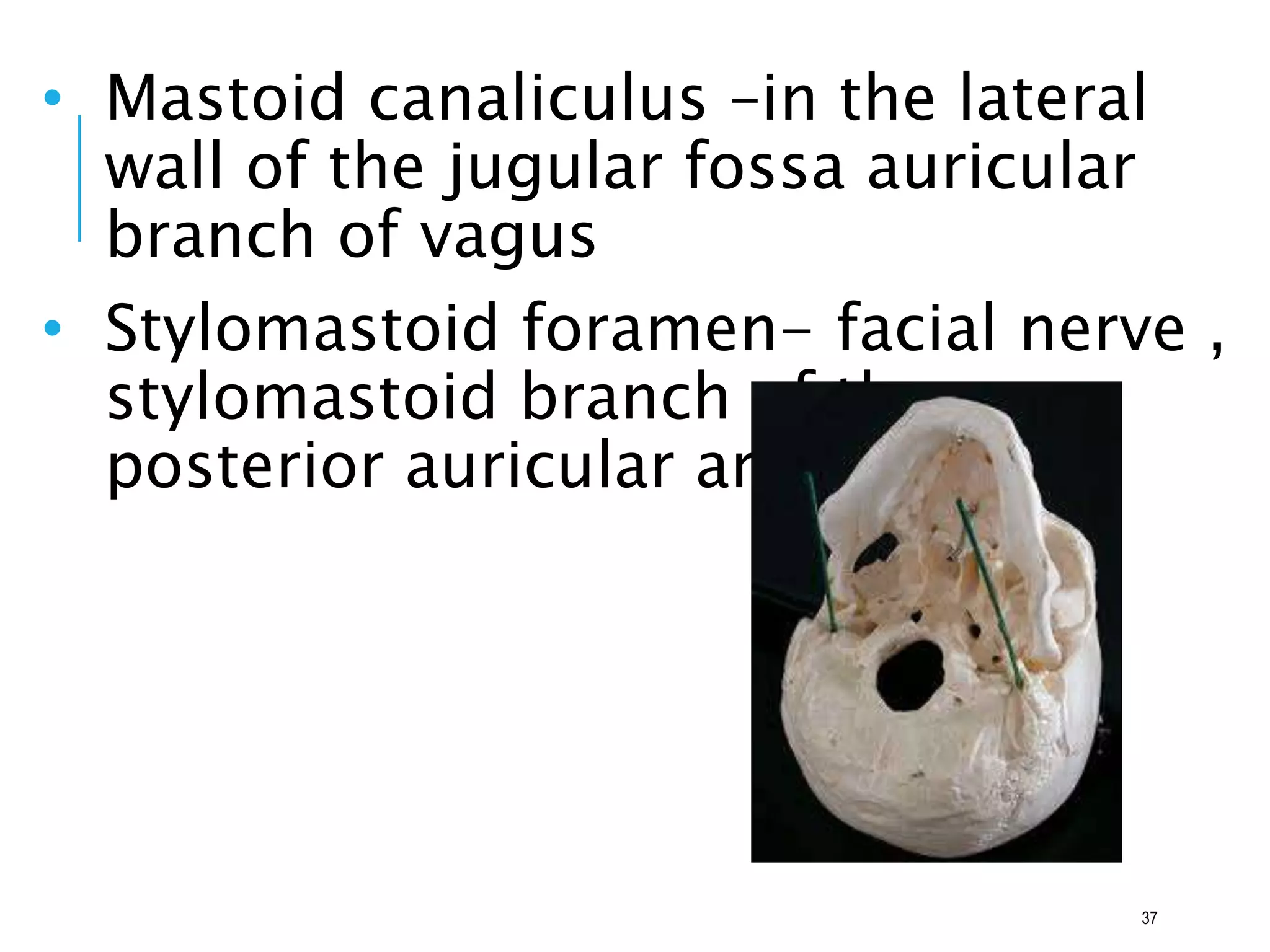 Norma basalis | PPTX