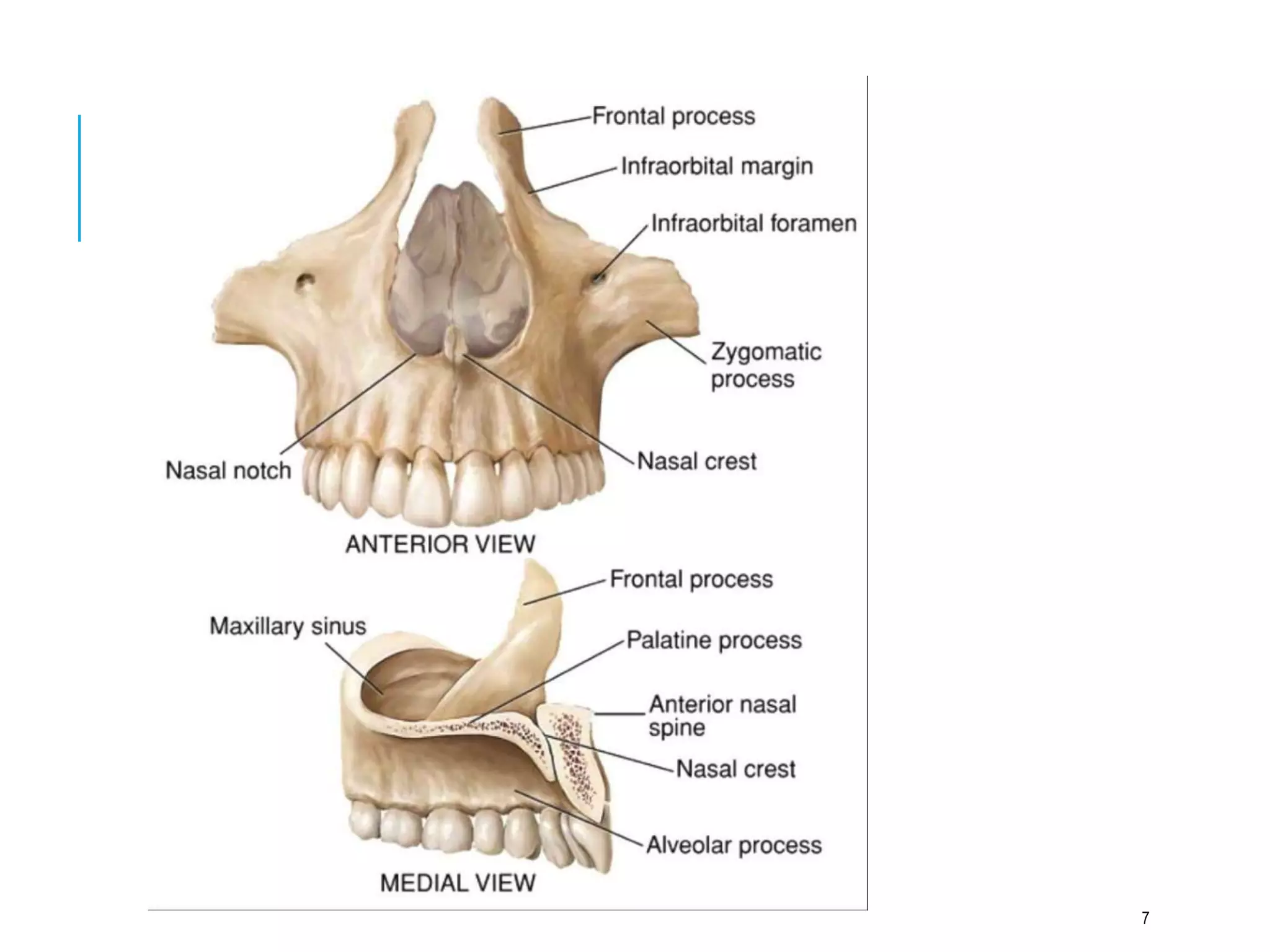 Norma basalis | PPTX
