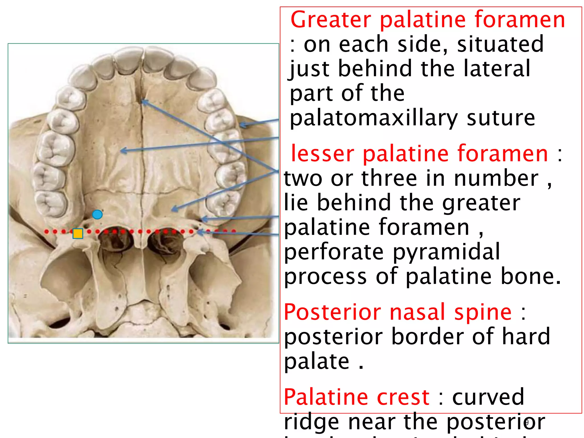 Norma basalis | PPTX