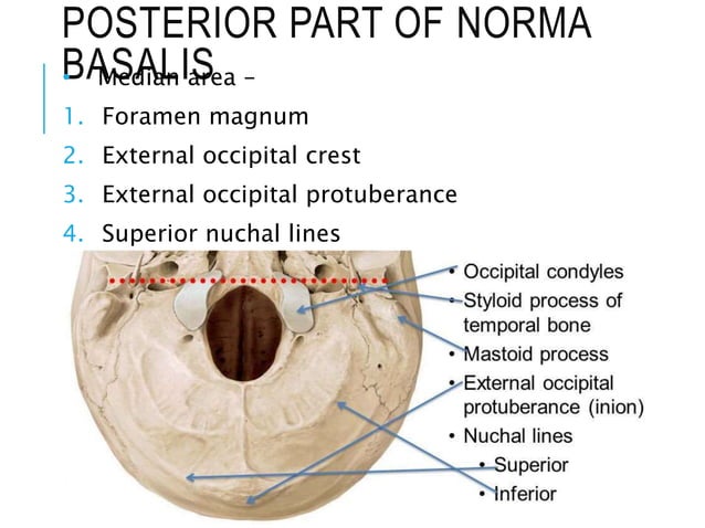 Norma basalis | PPTX | Death, Injury, or Military Conflict | Sensitive ...