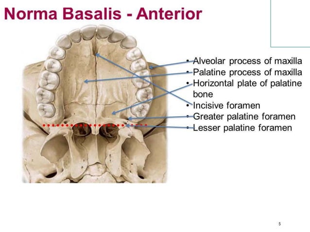 Norma basalis | PPTX | Death, Injury, or Military Conflict | Sensitive Topics