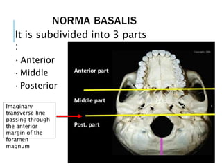 Norma basalis | PPT