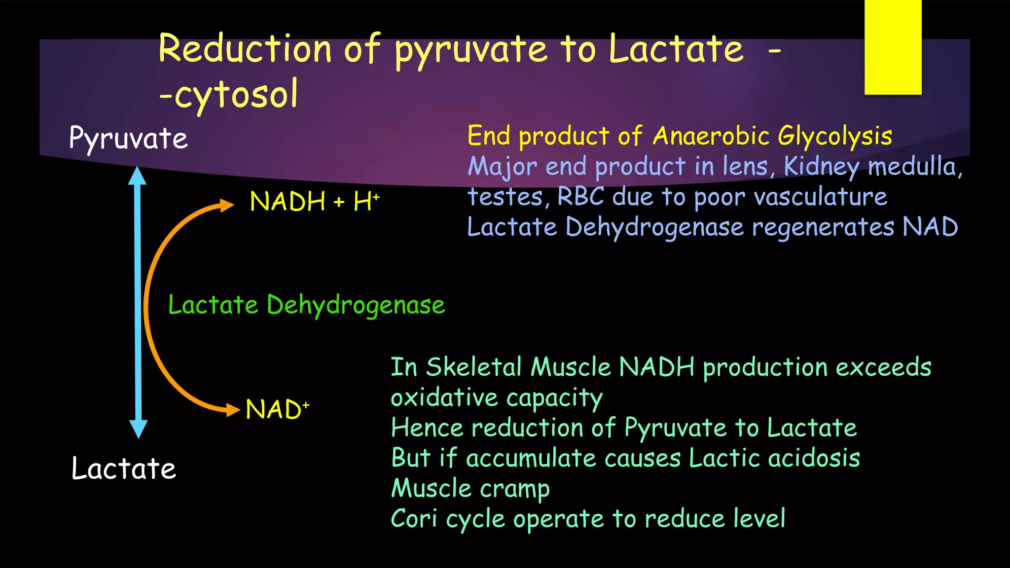 Class 2 glycolysis | PPTX