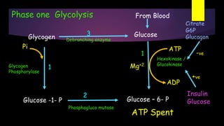 Class 2 glycolysis | PPTX