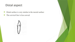 class 2 permenant mandibular incisors. | PPTX