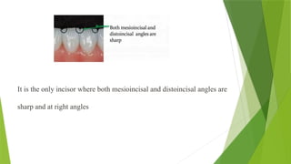 class 2 permenant mandibular incisors. | PPTX