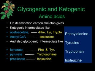 Class 2 protein and amino acids 2017 | PPT