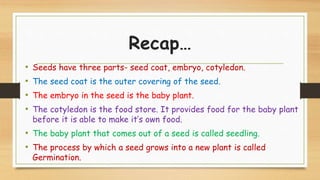 Seed Germination | PPTX