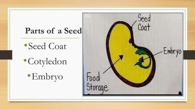 Seed Germination | PPTX