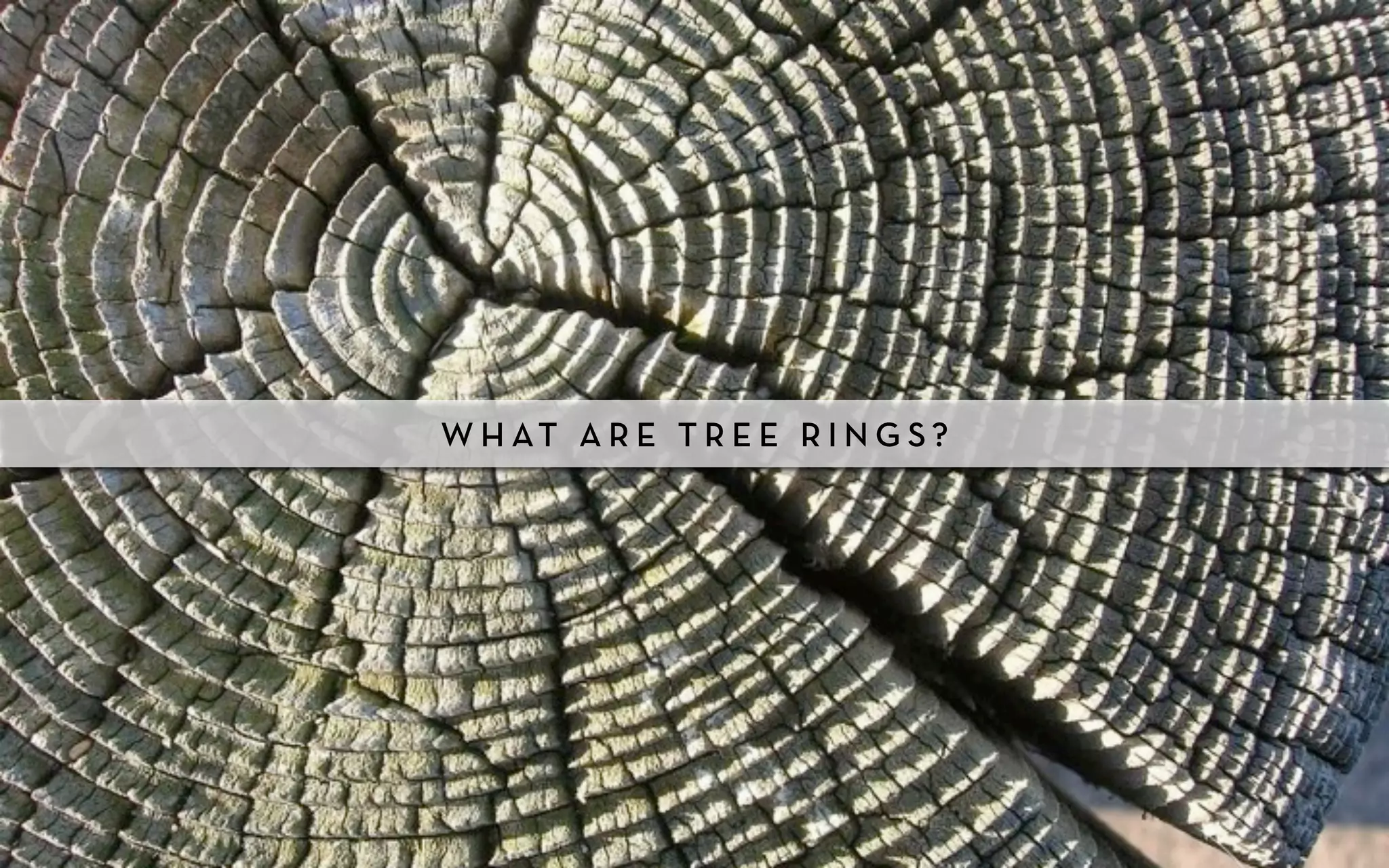 Class 2, What are tree rings? | PPT