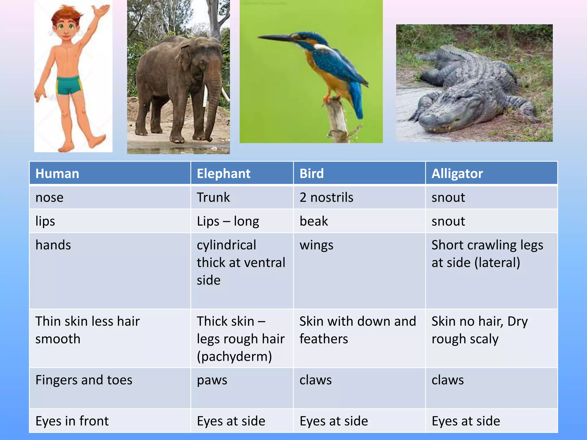 Animals | PPTX