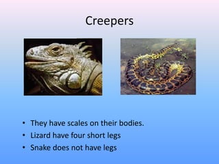 Animals | PPTX