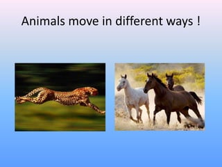 Animals | PPTX