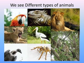 Animals | PPTX