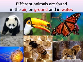 Animals | PPTX