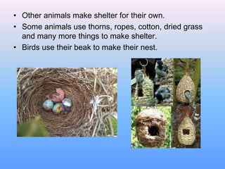Animals Shelter | PPTX