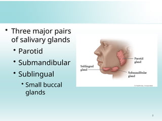 Class 3 - anatomy and physiology ofSalivary glands.pptx