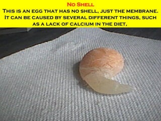 Class 32.ppt seed technology agriculture | PPT