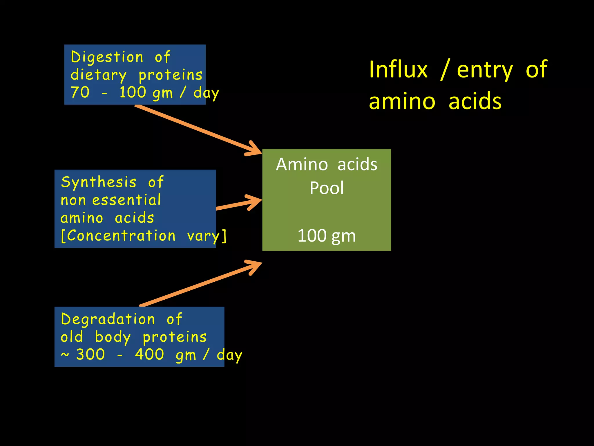 Amino acid pool And Nitrogen Balance | PPTX