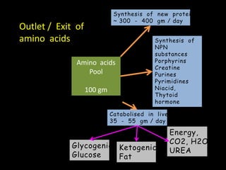 Amino acid pool And Nitrogen Balance | PPTX