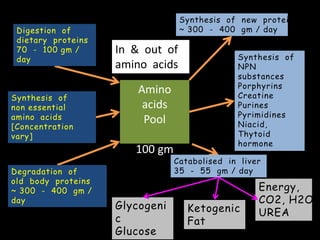 Amino acid pool And Nitrogen Balance | PPTX