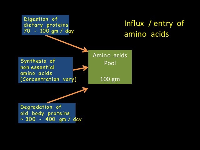 Amino acid pool And Nitrogen Balance
