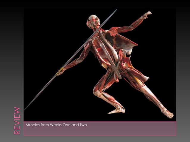 Class 3 Ap1 Muscles | PPT