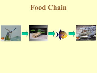 Class3 Food Chain | PPT | Food Industry | Industries